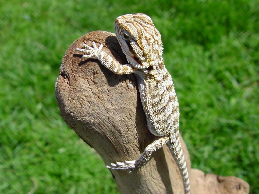IL DRAGO BARBUTO DALLA TESTA STRIATA, IL POGONA VITTICEPS