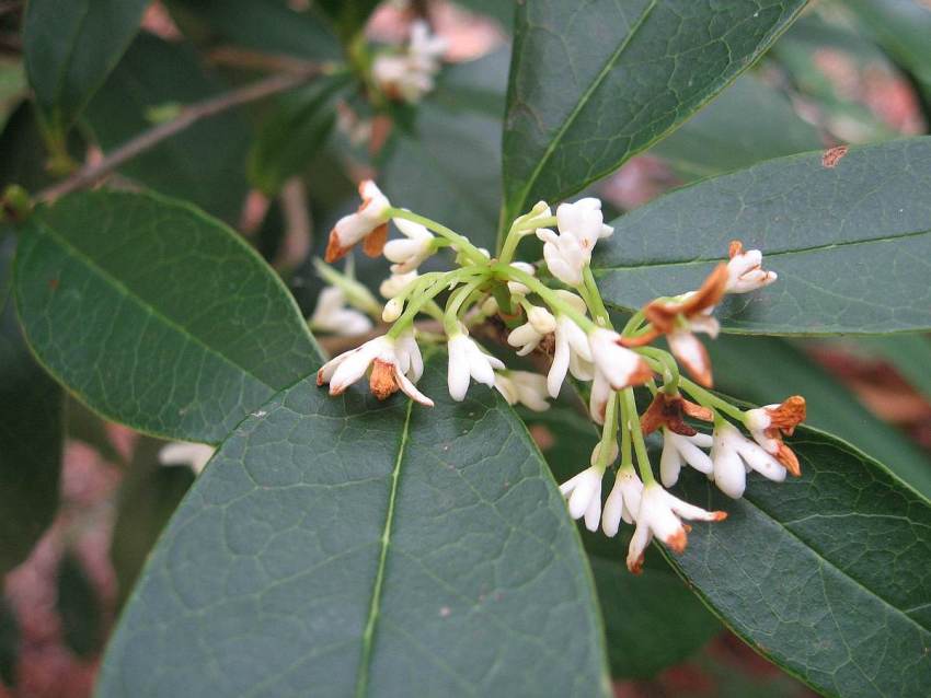 OSMANTO ODOROSO, OSMANTHUS FRAGRANS: CARATTERISTICHE E SCHEDA [FOTO]