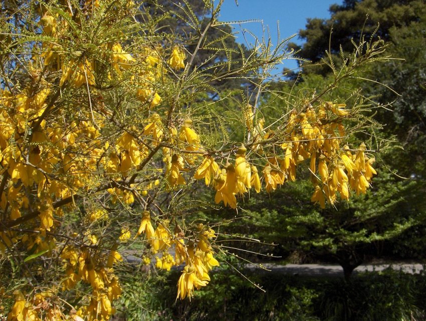 LA SOFORA DEL GIAPPONE O SOPHORA JAPONICA