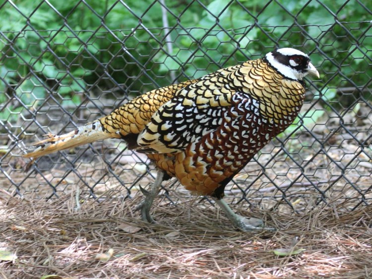 IL FAGIANO DI REEVES O FAGIANO VENERATO