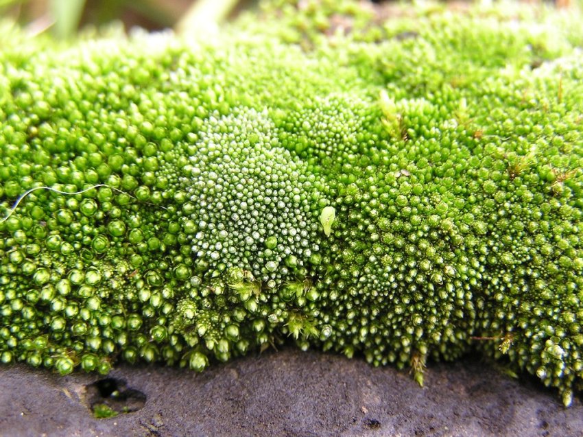 IL MUSCHIO, TUTTE LE SPECIE: RIPRODUZIONE, CURIOSITA' E CARATTERISTICHE ...