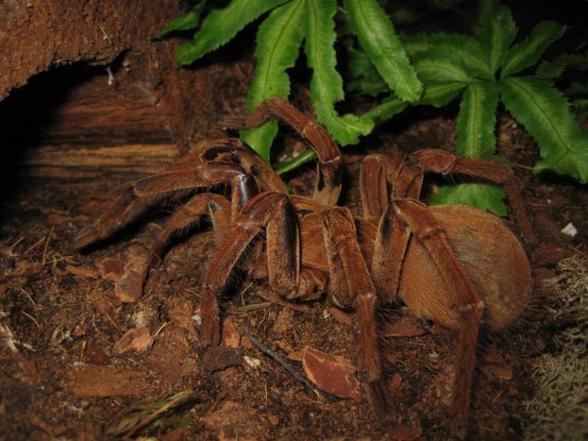 LA TARANTOLA GOLIA, IL RAGNO PIÙ GRANDE DEL MONDO [FOTO]