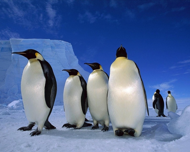 I pinguini o sfeniscidi, gli animali che girano in frac (foto video ...