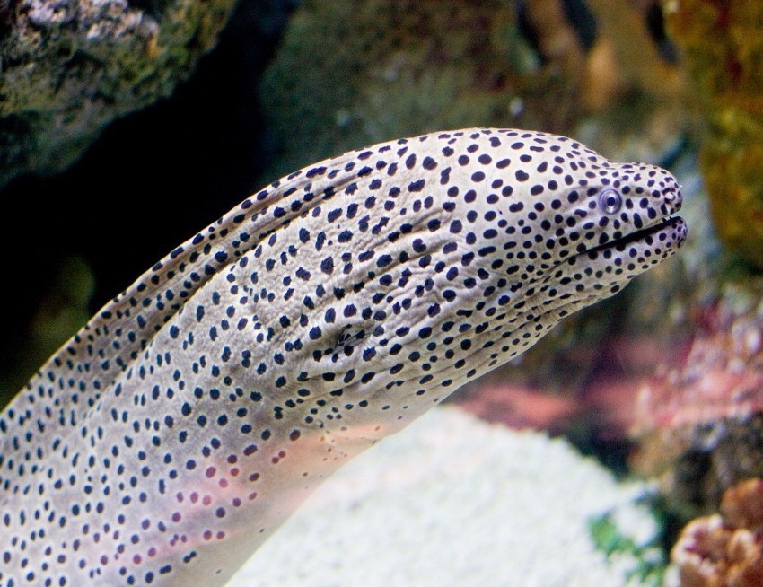 LA MURENA [SCHEDA E FOTO]