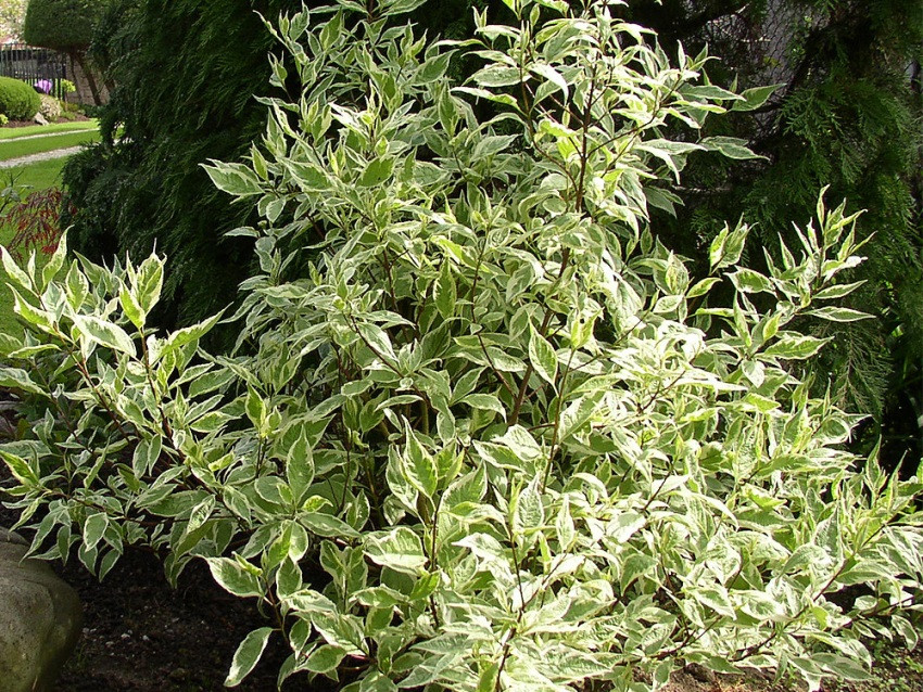 IL CORNIOLO O CORNUS ALBA, ELEGANTE PIANTA DA SIEPI [CONSIGLI UTILI]