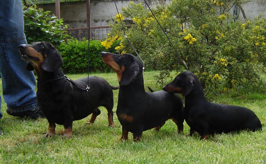 IL CANE BASSOTTO: CARATTERISTICHE E QUALITÁ (FOTO)