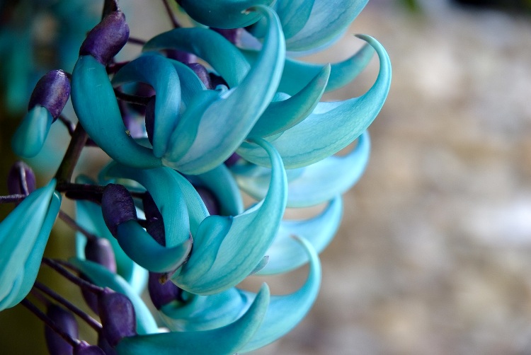 LA VITE DI GIADA, MACROBOTRYS STRONYLODON, IL FIORE COLOR SMERALDO