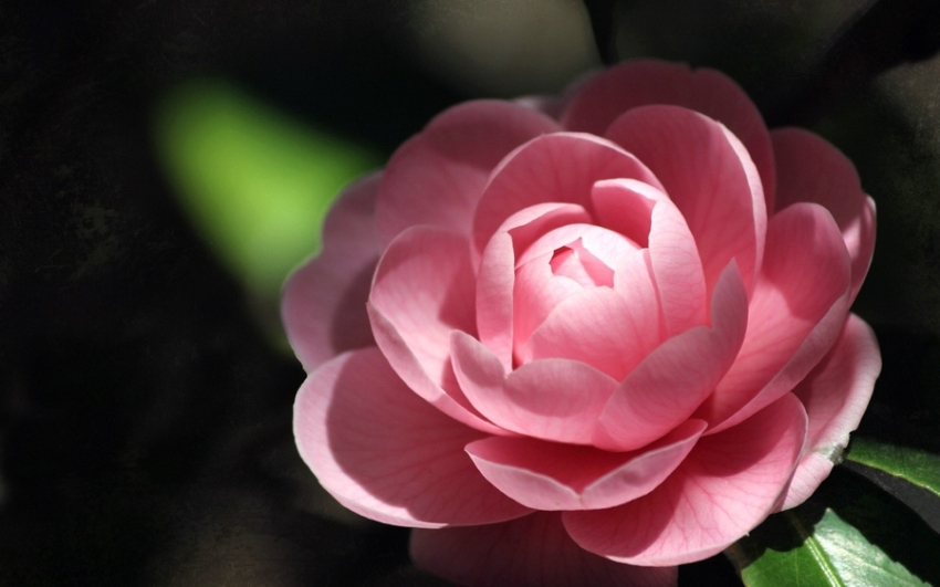 LA CAMELIA, IL FIORE DEGLI INNAMORATI [SIGNIFICATO]