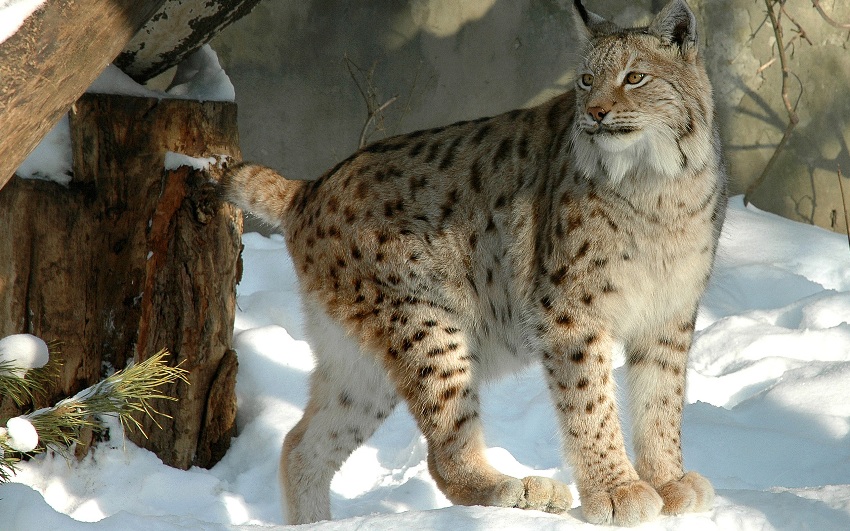 LA LINCE EUROPEA O LINCE EURASIATICA [SCHEDA E FOTO]