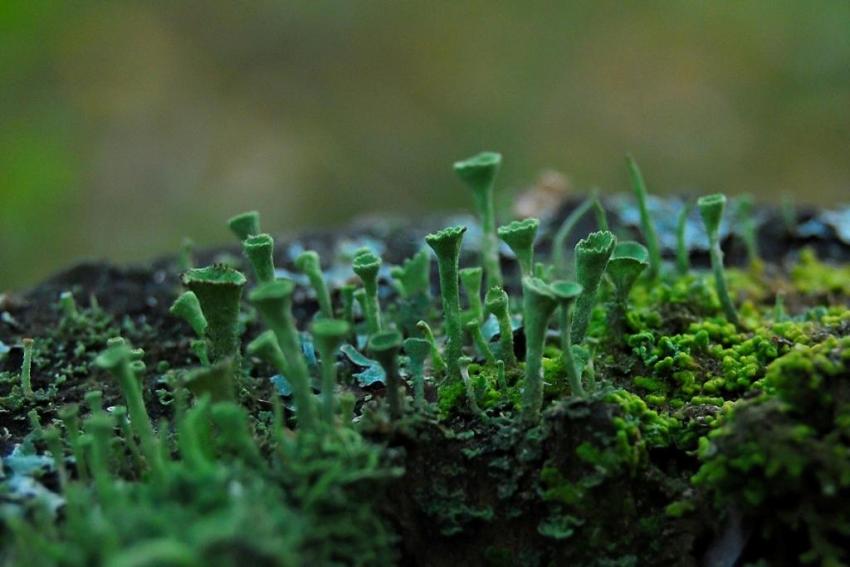 IL MUSCHIO, TUTTE LE SPECIE: RIPRODUZIONE, CURIOSITA' E CARATTERISTICHE ...