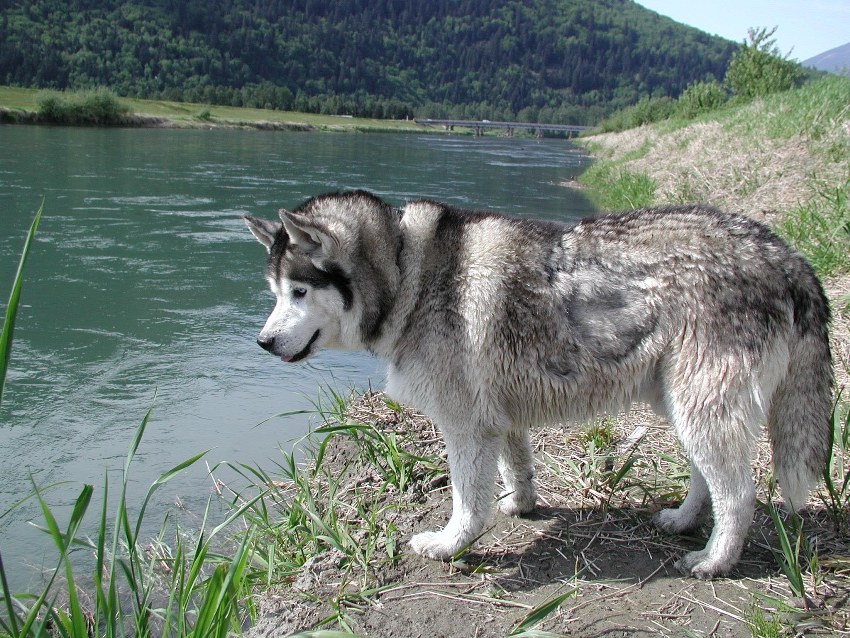 IL CANE HUSKY, CANE DI TAGLIA MEDIA: CARATTERISTICHE E QUALITÁ (FOTO)