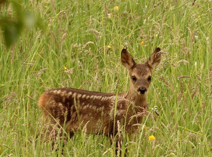Capreolus capreolus: Il capriolo