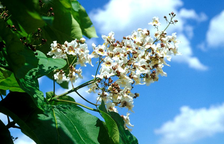 LA CATALPA, LA PIANTA ANTIZANZARA PER ECCELLENZA