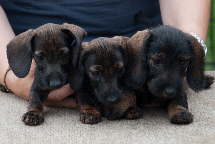 IL CANE BASSOTTO: CARATTERISTICHE E QUALITÁ (FOTO)