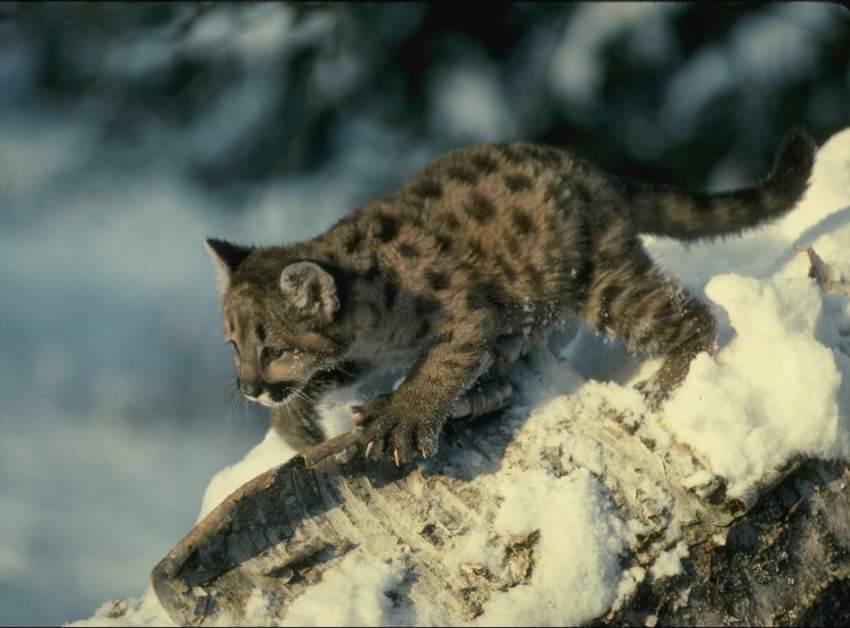 IL PUMA O COGUARO O LEONE DI MONTAGNA [CURIOSITÀ, FOTO E VIDEO]