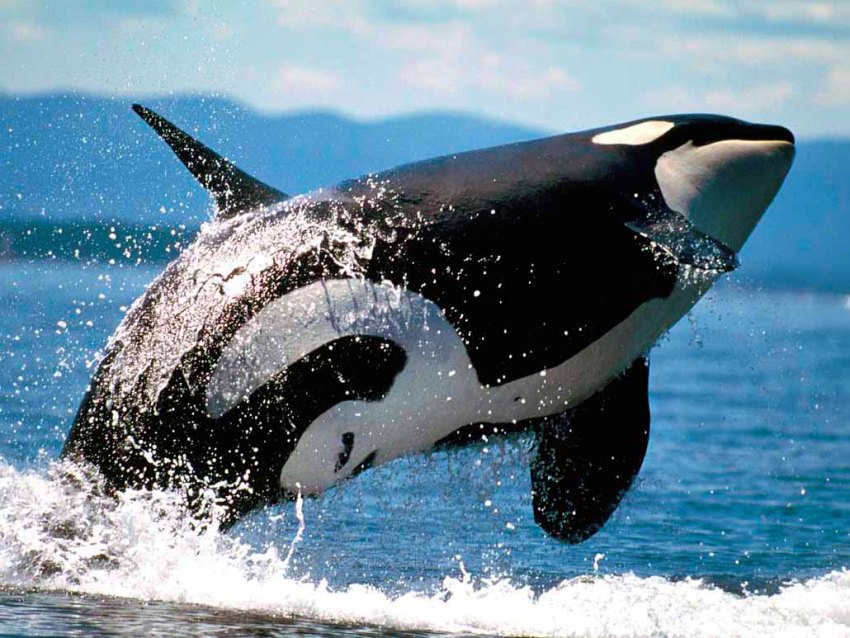 L'ORCA O BALENA ASSASSINA CARATTERISTICHE E CURIOSITÀ (FOTO BELLISSIME)