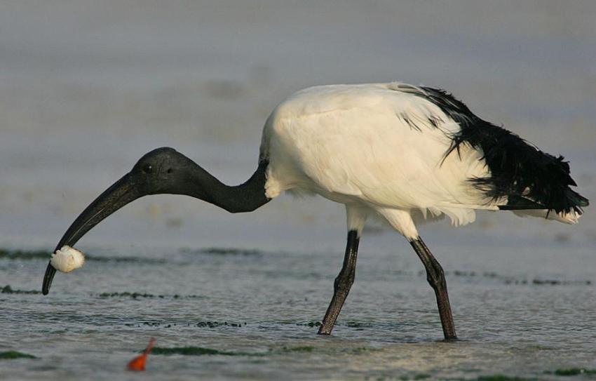 UCCELLI: L'IBIS SACRO D'EGITTO