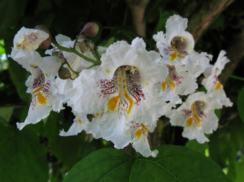 LA CATALPA, LA PIANTA ANTIZANZARA PER ECCELLENZA