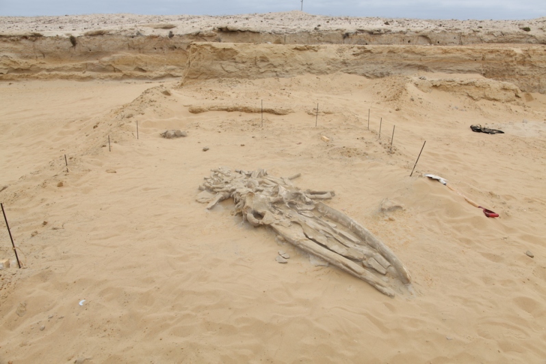 LE BALENE: FOTO, VIDEO, INFO E CURIOSITÀ