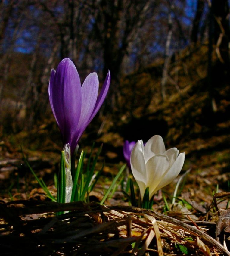 CROCUS, IL FIORE A FORMA DI COPPA