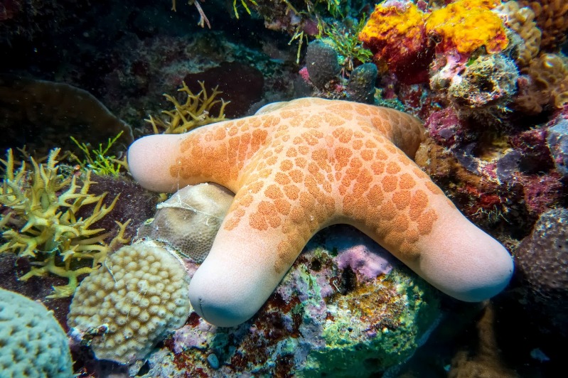 LA STELLA MARINA (ASTEROIDEA) [FOTO,CURIOSITÀ E VIDEO]