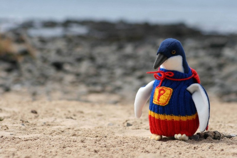 I pinguini o sfeniscidi, gli animali che girano in frac (foto video ...