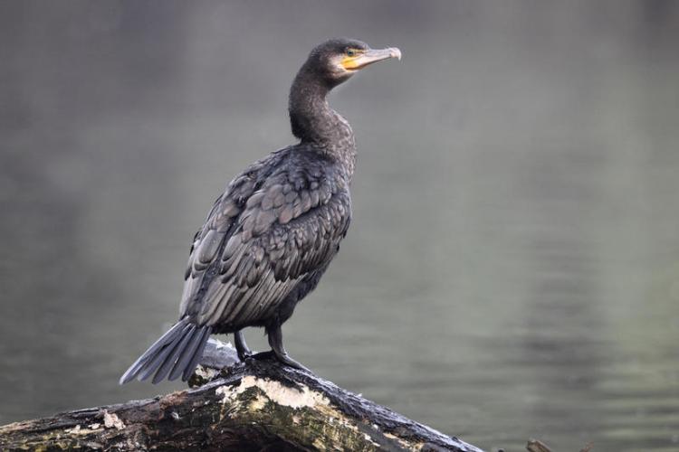 I CORMORANI E LA PESCA