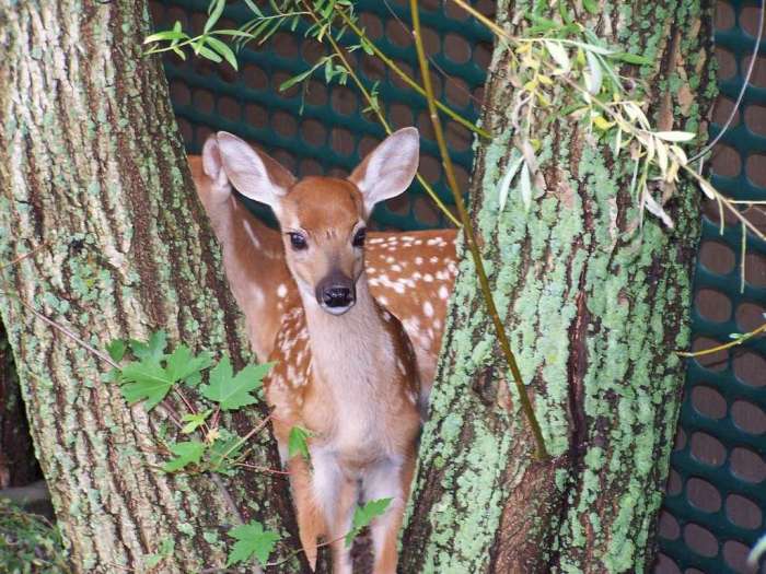 Capreolus capreolus: Il capriolo