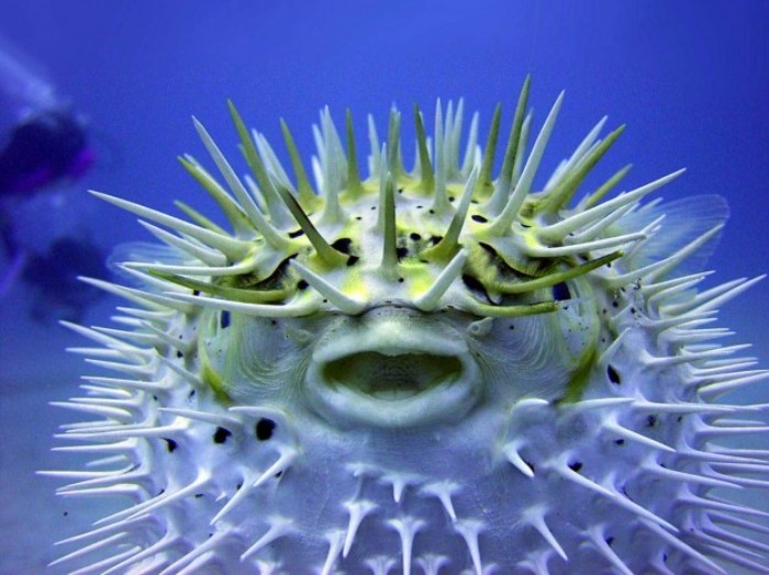 GLI ANIMALI PIÙ PERICOLOSI E TEMIBILI PER L'UOMO