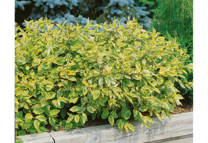 IL CORNIOLO O CORNUS ALBA, ELEGANTE PIANTA DA SIEPI [CONSIGLI UTILI]