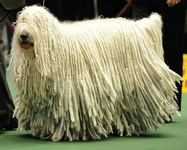IL CANE KOMONDOR, CANE DI TAGLIA GRANDE: CARATTERISTICHE E QUALITÁ (FOTO)