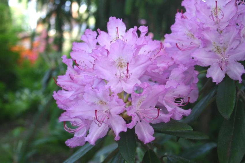 IL RODODENDRO: CONSIGLI, POTATURA, CURA E COLTIVAZIONE