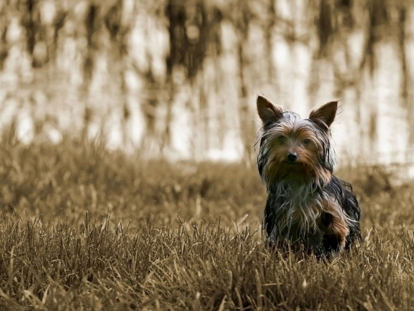 IL CANE YORKSHIRE TERRIER, TAGLIA PICCOLA: CARATTERISTICHE E QUALITÁ (FOTO)