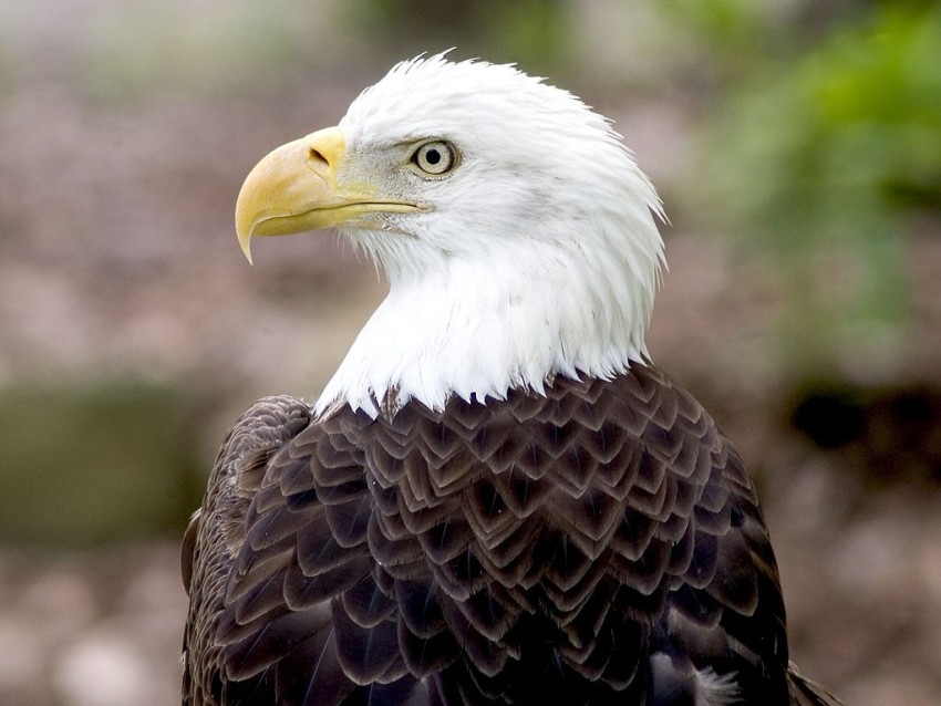 SOGNARE UN AQUILA: COSA SIGNIFICA, CABALA E I NUMERI DA GIOCARE