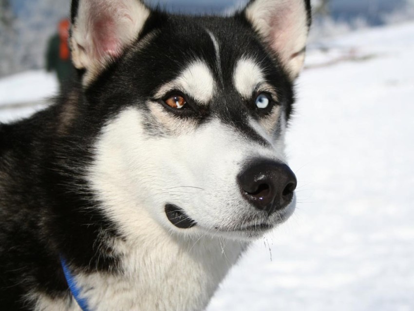 IL CANE HUSKY, CANE DI TAGLIA MEDIA: CARATTERISTICHE E QUALITÁ (FOTO)