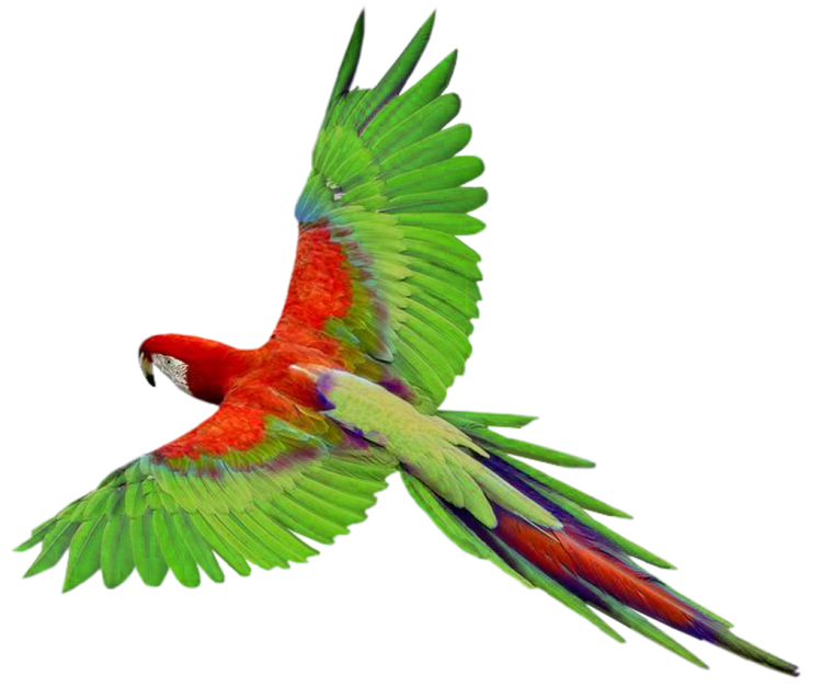 UCCELLI IN PNG PER LA TUA GRAFICA [VASTA RACCOLTA DI MATERIALE PER PSP ...