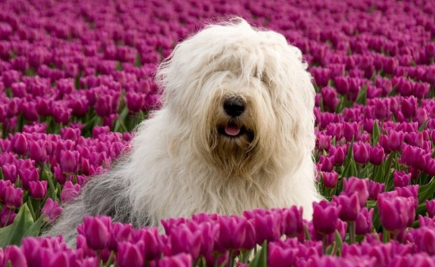 IL BOBTAIL, CANE DI TAGLIA GRANDE: CARATTERISTICHE E QUALITÁ (FOTO)