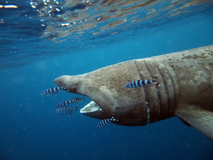 LO SQUALO ELEFANTE DETTO ANCHE CETORINO [CETORHINUS MAXIMUS]