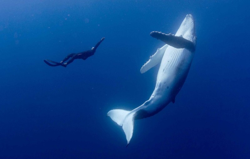 LE BALENE: FOTO, VIDEO, INFO E CURIOSITÀ