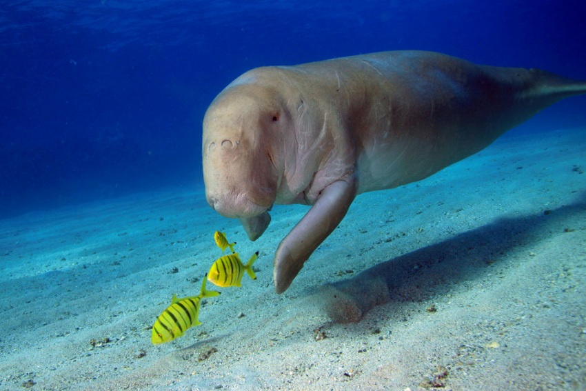 IL DUGONGO UN ANIMALE ACQUATICO A RISCHIO D'ESTINZIONE