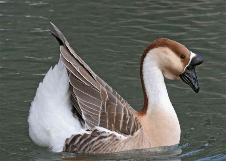 L'OCA CIGNOIDE O RAZZA CINESE [ANSER CYGNOIDES]