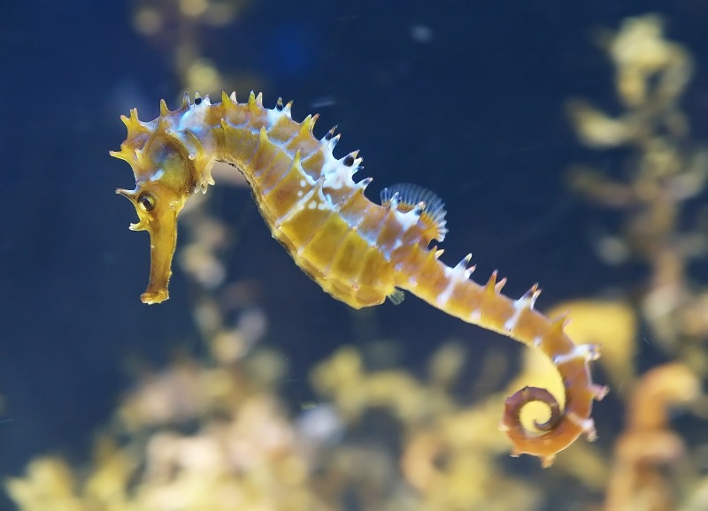 IL CAVALLUCCIO MARINO O HIPPOCAMPUS [TUTTE LE SPECIE, INFO, FOTO E VIDEO]