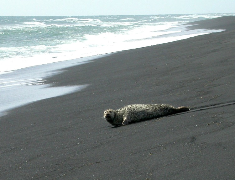 LA FOCA DAL CAPPUCCIO (CYSTOPHORA CRISTATA)