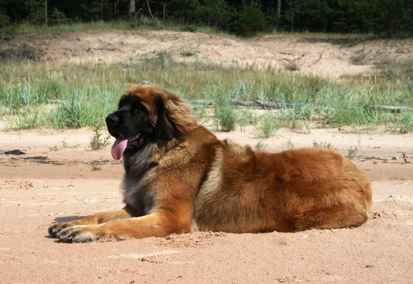 IL LEONBERGER, CANE DI TAGLIA GRANDE: CARATTERISTICHE E QUALITÁ (FOTO)