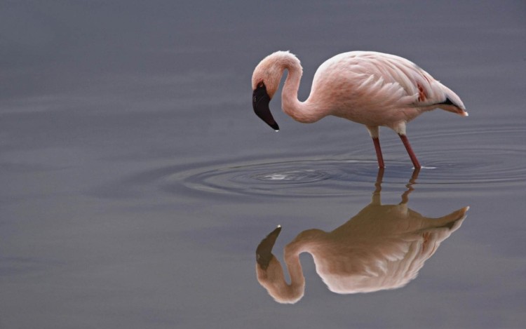 IL FENICOTTERO, PHOENICOPTERUS [CURIOSITÀ, FOTO E VIDEO]