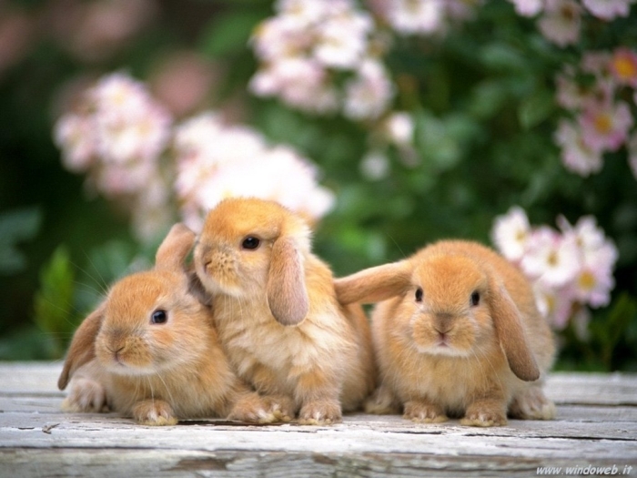 Oryctolagus cuniculus: Il coniglio