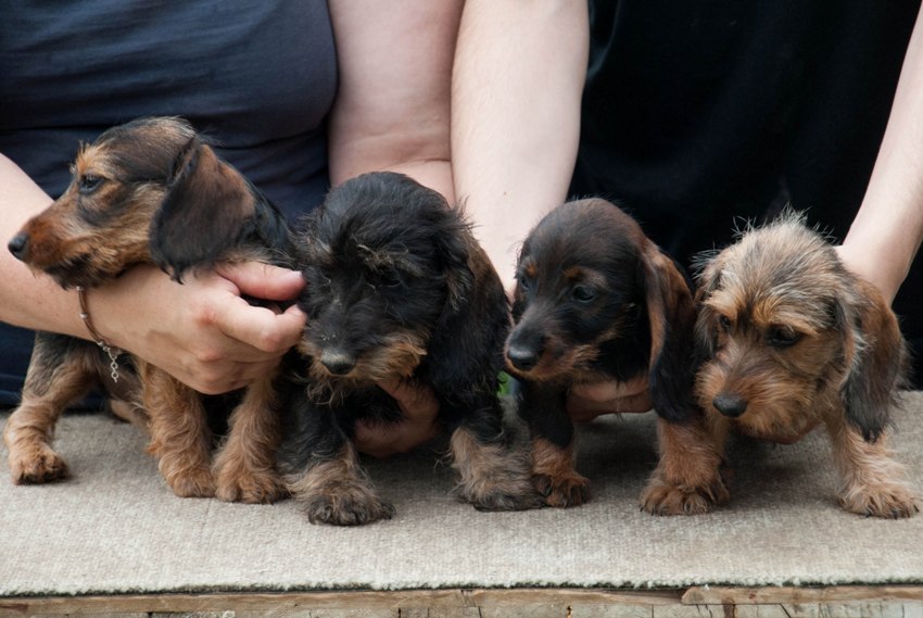 IL CANE BASSOTTO: CARATTERISTICHE E QUALITÁ (FOTO)