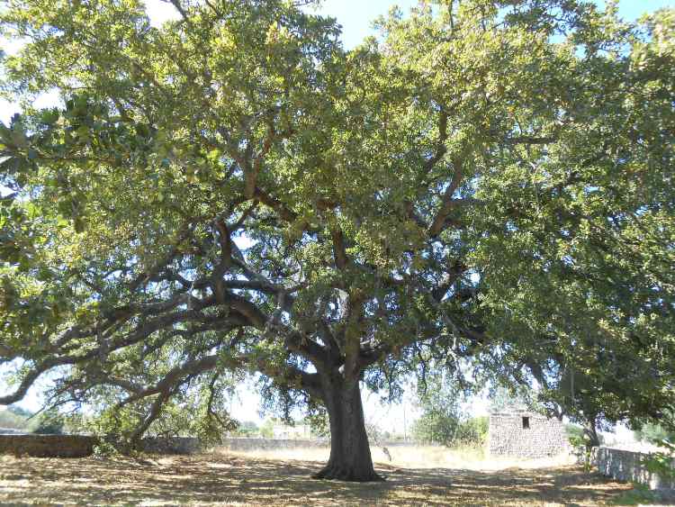 LA QUERCIA VALLONEA O QUERCUS ITHABURENSIS MACROLEPIS: INFO E CURIOSITÀ