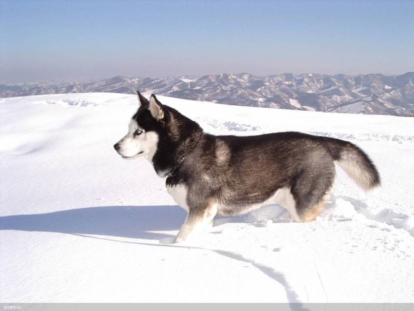 IL CANE HUSKY, CANE DI TAGLIA MEDIA: CARATTERISTICHE E QUALITÁ (FOTO)