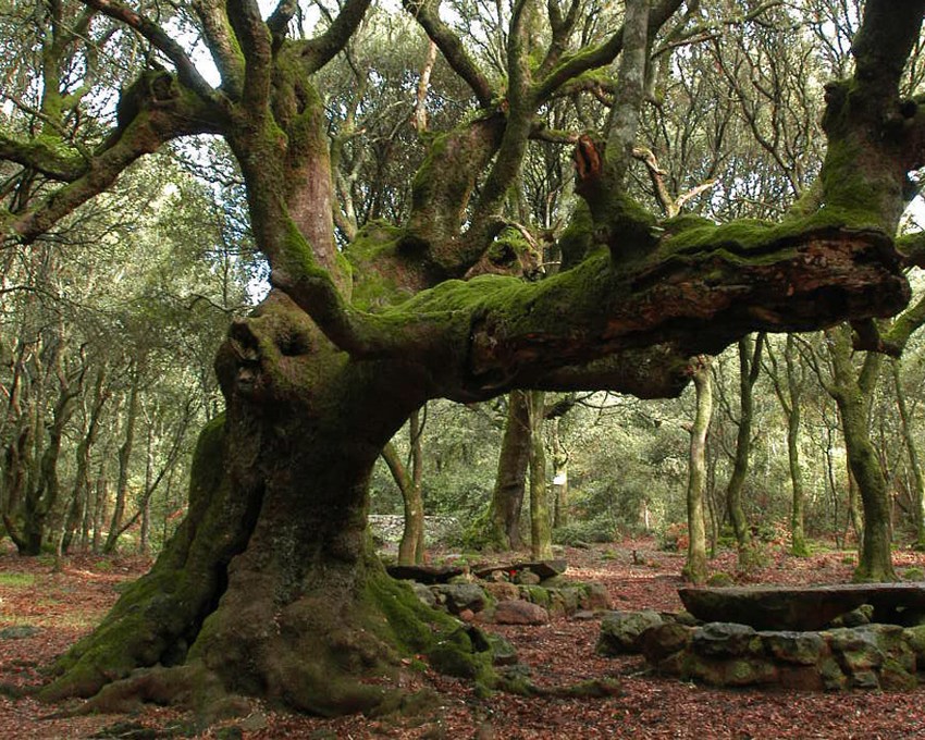IL MUSCHIO, TUTTE LE SPECIE: RIPRODUZIONE, CURIOSITA' E CARATTERISTICHE ...
